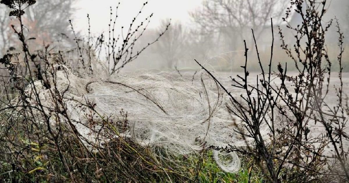 Fiberoptic Web of Death Covers The Ukrainian Fields