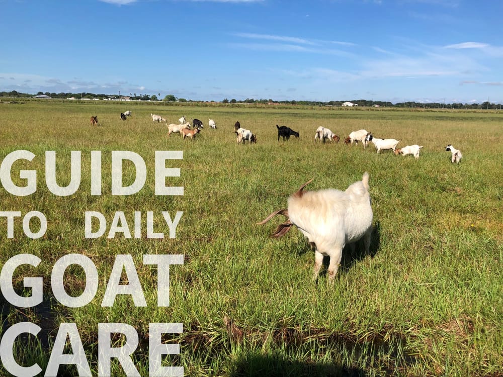 The Ultimate Guide to Daily Goat Care