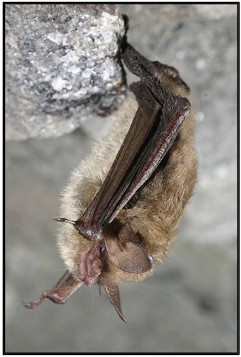 Northern long-eared bat now listed as endangered