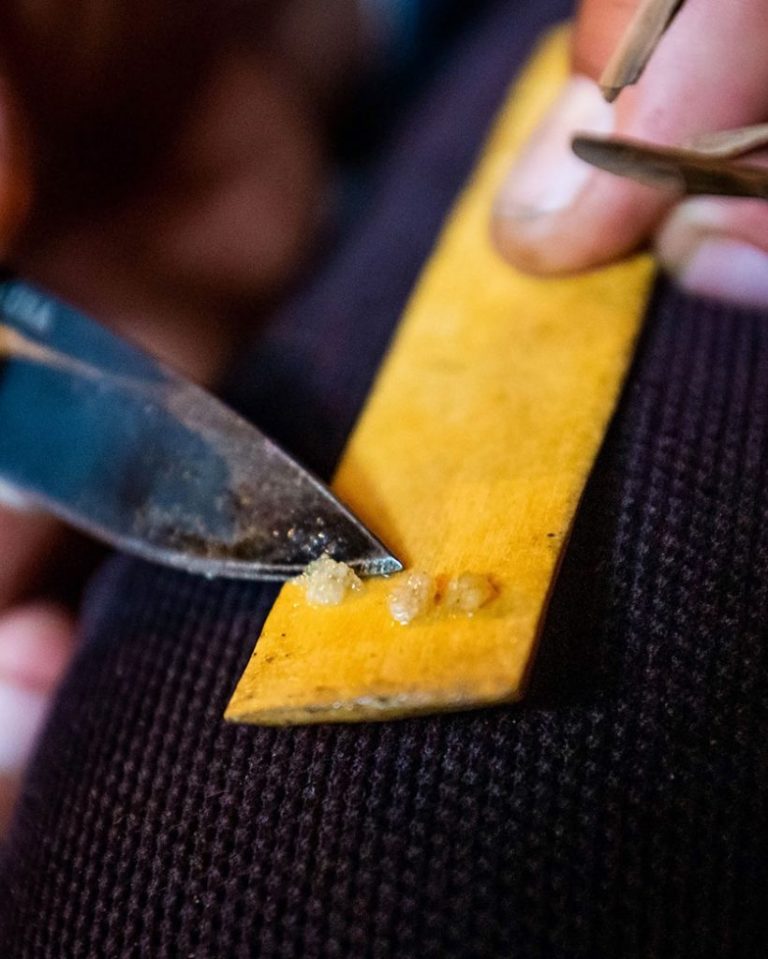 Kambo: Is Burning Frog Venom into Your Skin a Wonder Cleanse or Risky ...